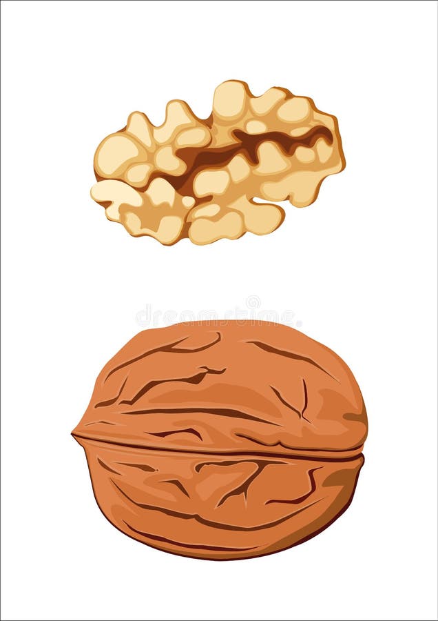 Nutshell Stock Illustrations – 6,664 Nutshell Stock Illustrations ...