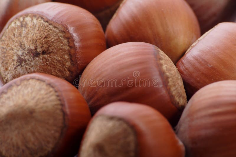 Nutss stock photo. Image of hazelnut, healthy, cobnut - 2774796
