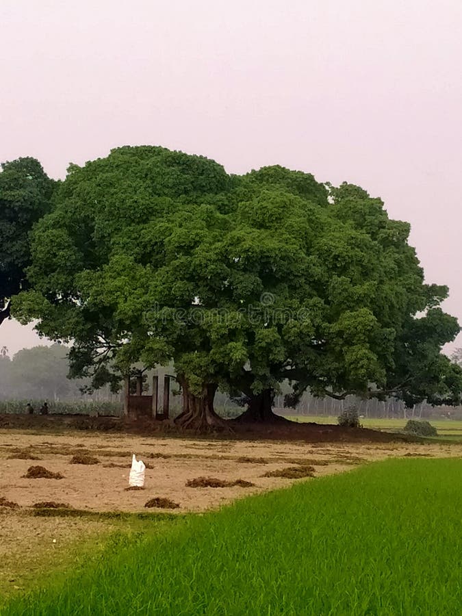 Nutural village moment stock photo. Image of produce - 271451942