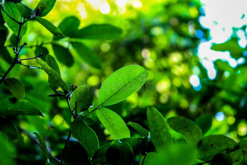 Nuture Green Tree Nice Green Tree Stock Image - Image of wildlife ...