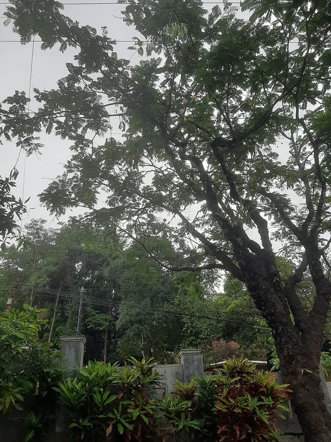 The nuture stock image. Image of house, grass, green - 262410067