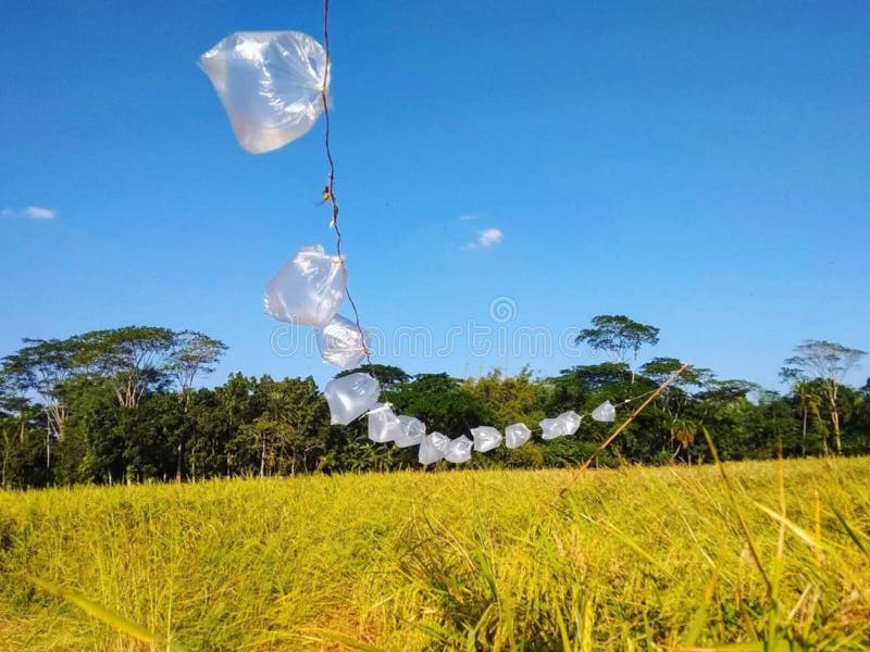 Nuture paddy sky bule feld stock photo. Image of bangladesh - 134517518
