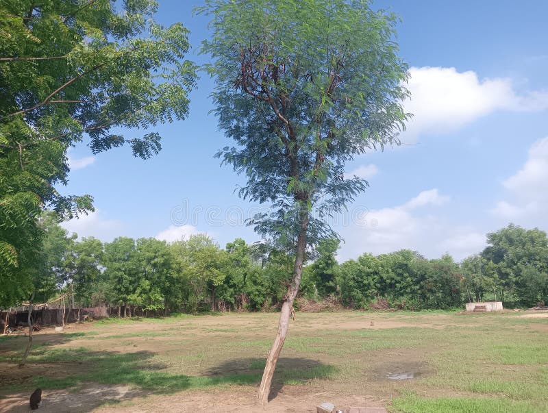 Nuture tree land sky stock photo. Image of land, agriculture - 250940306