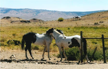 The Nuzzle stock image. Image of attract, caring, country - 73605