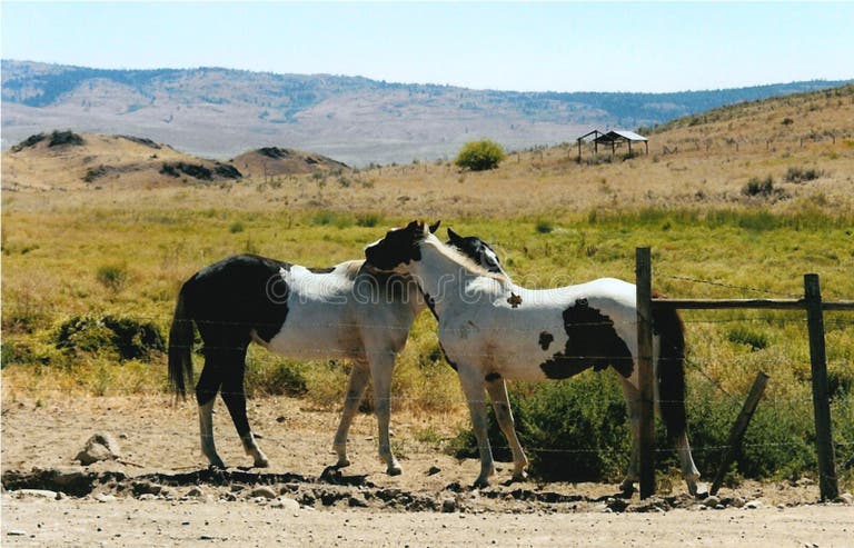 The Nuzzle stock image. Image of attract, caring, country - 73605