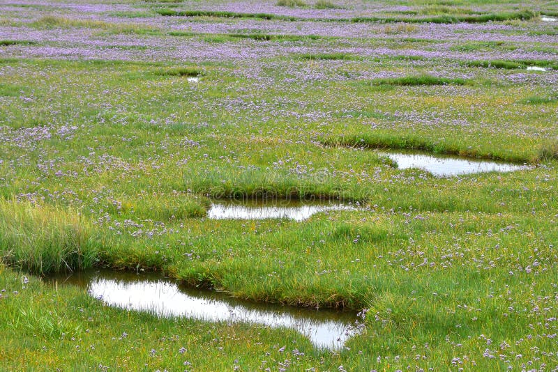 NWT Cley Marshes, Norfolk, England Stock Photo - Image of cley, united ... NWT Cley Marshes, Norfolk, England Stock Photo - Image of cley, united ...