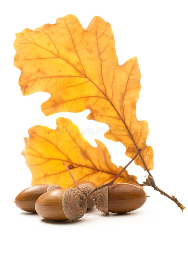 Ekollon fotografering för bildbyråer. Bild av frukter - 12027845