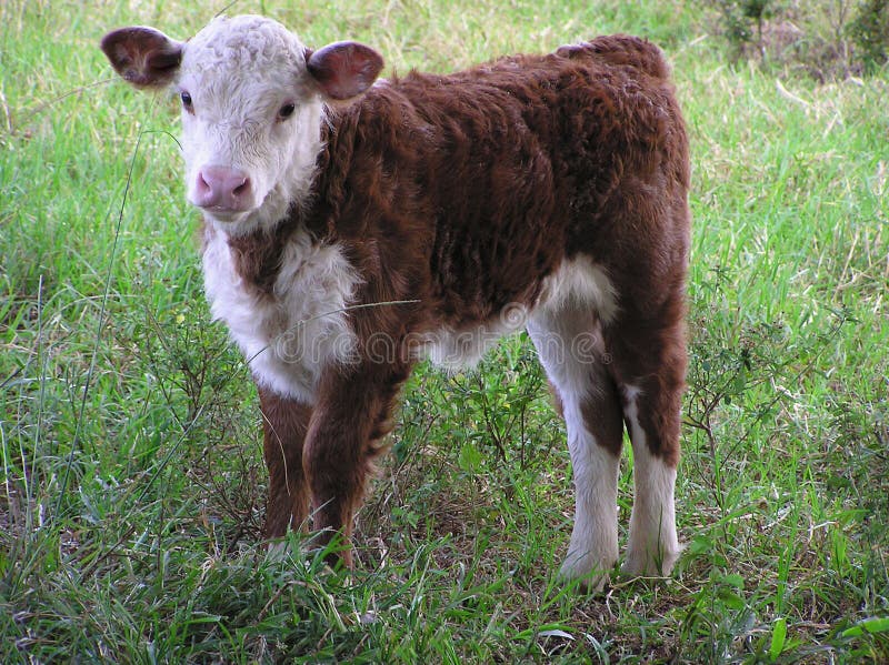 Kalv arkivfoto. Bild av organiskt, anhydrous, jordbruksmark - 77680006