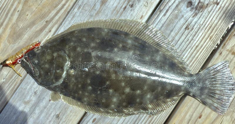 5,391 Flundra Stock Photos - Free & Royalty-Free Stock Foton från ...