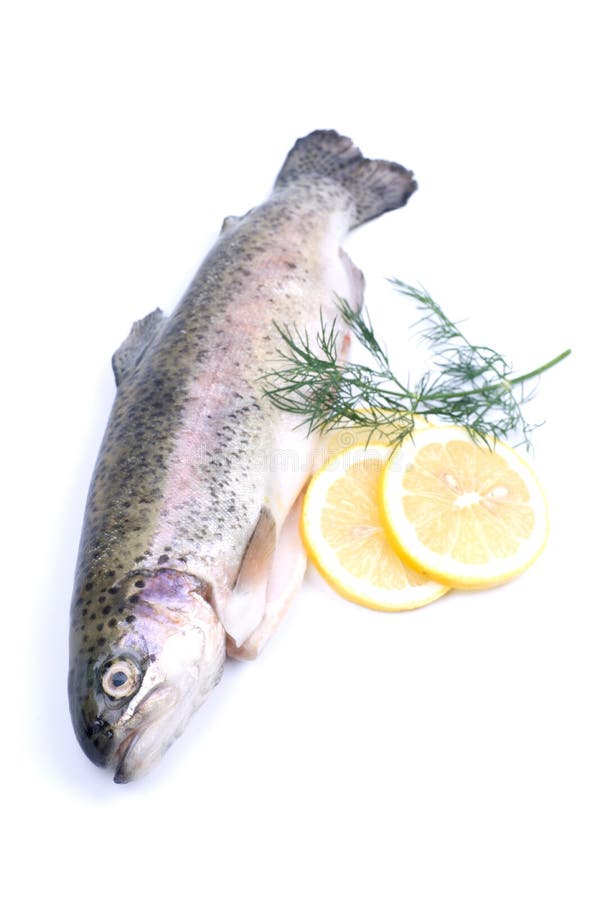 Ny forell fotografering för bildbyråer. Bild av forell - 27428567