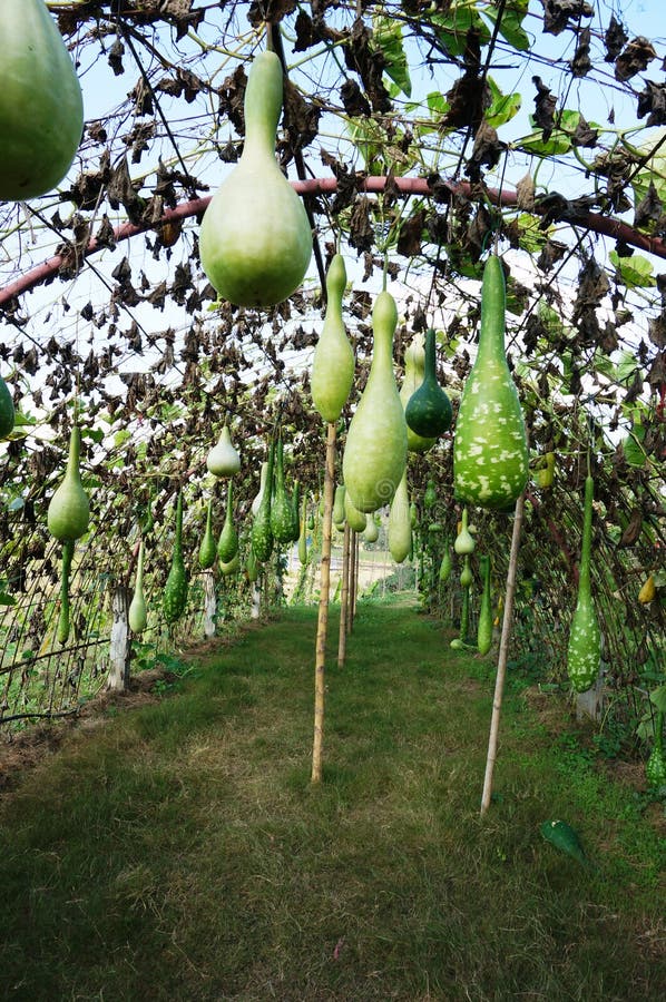 Ny kalebass fotografering för bildbyråer. Bild av calabash - 33411873