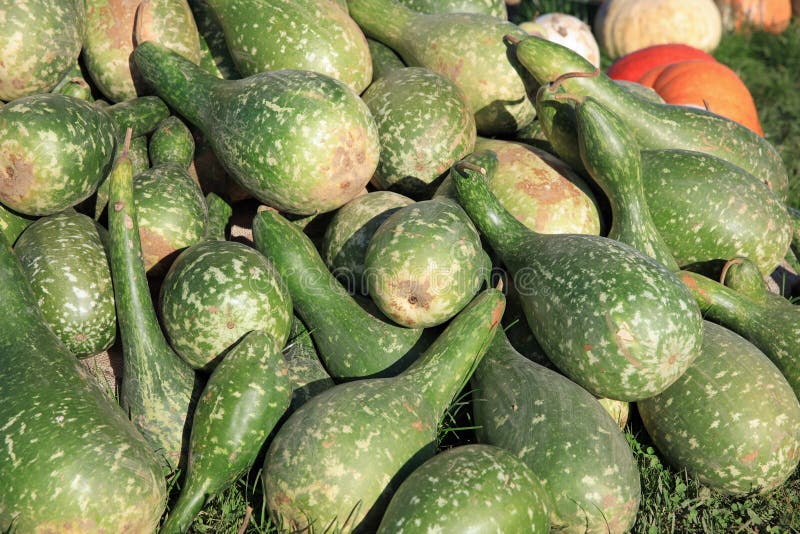 Ny kalebass fotografering för bildbyråer. Bild av läckert - 33411873