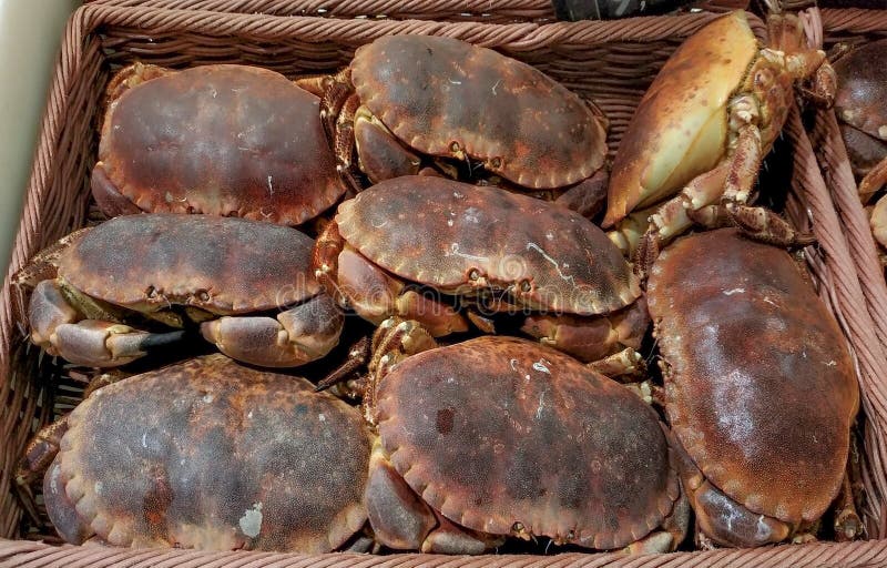 Krabba arkivfoto. Bild av ögon, angus, ekologi, nypa - 26529774