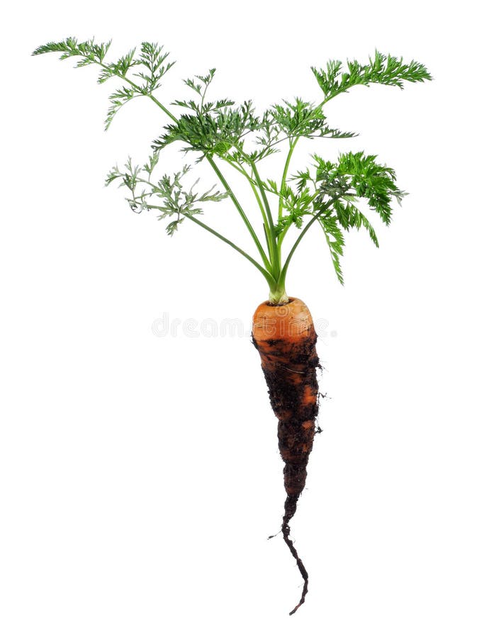 Skivad morot med blast fotografering för bildbyråer. Bild av orange ...