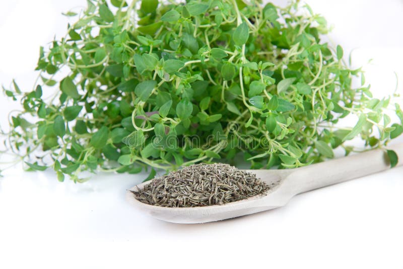 Torkad timjan arkivfoto. Bild av vitt, kryddigt, bakgrund - 31050108