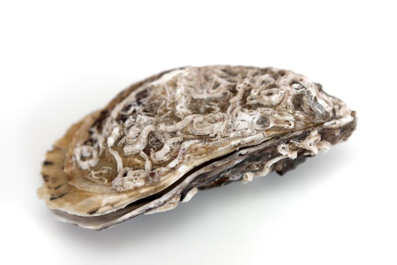 Ostroner arkivfoto. Bild av nytt, stapel, ostroner, grupp - 20299896