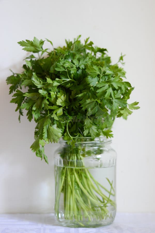 Ny persilja i en krus fotografering för bildbyråer. Bild av äta - 56819249