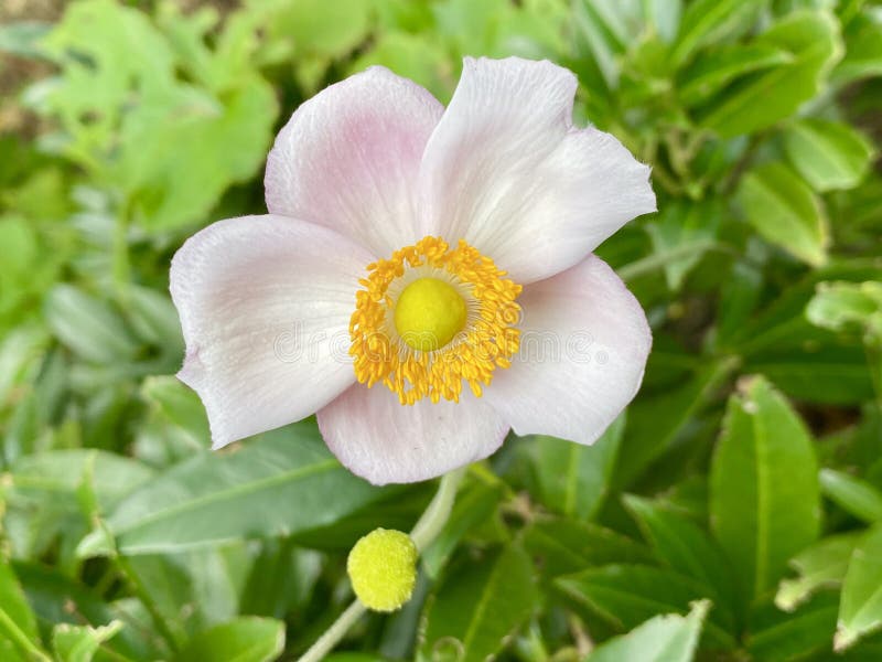 Beautiful Japanese Thimbleweed Blooming in the Park in New York Stock ...