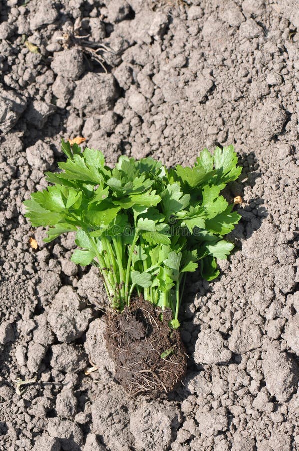 Ny selleri arkivfoto. Bild av nytt, friskhet, matlagning - 115299400