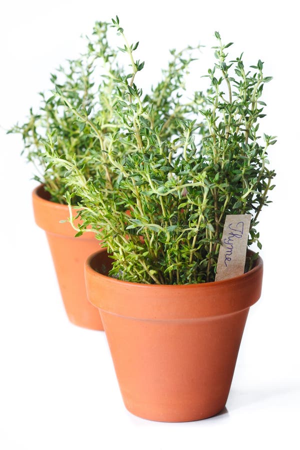 Timjan i en kruka. arkivfoto. Bild av organiskt, anstrykning - 29049314