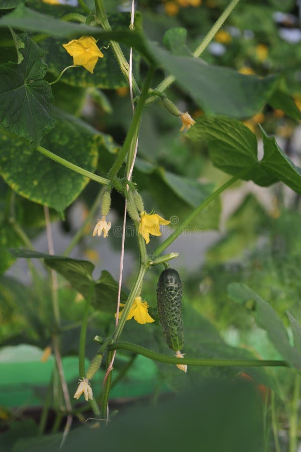 Nya gurkor arkivfoto. Bild av sunt, grön, gurka, organiskt - 71111620