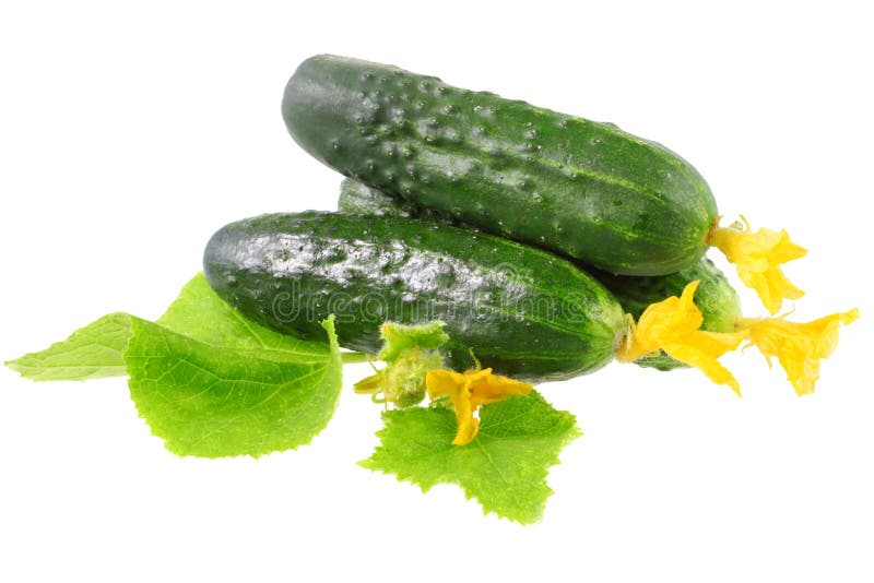Nya Gurkor Med Den Gula Blomningklungan. Fotografering för Bildbyråer ...