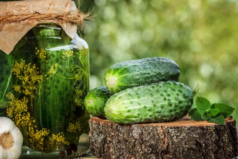 Nya och inlagda gurkor fotografering för bildbyråer. Bild av burk ...