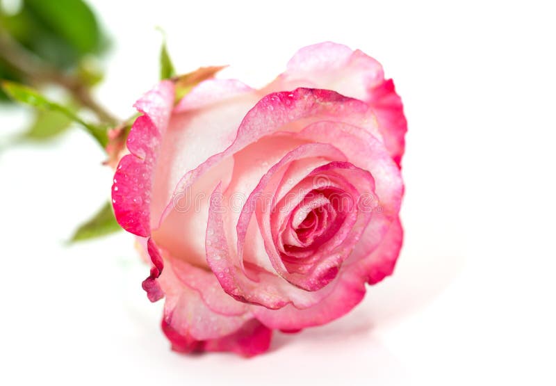 Rosa Rosor Med Blomkrukan, Repet Och Sax Fotografering för Bildbyråer ...