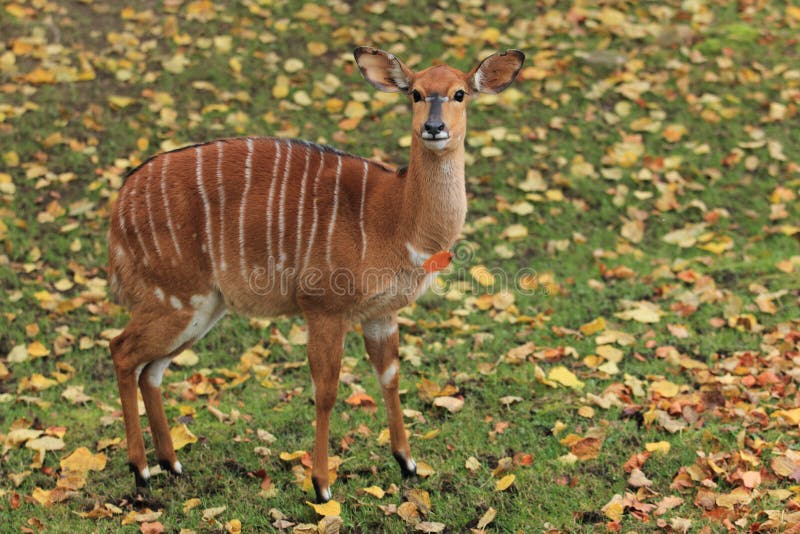 Nyala stock image. Image of leaves, detail, nyala, animal - 21911445