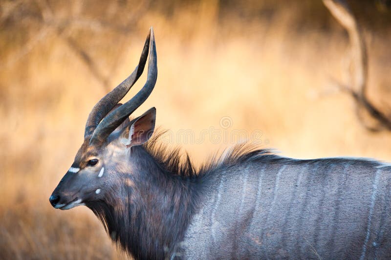 Nyala antelope male stock image. Image of tragelaphus - 10397347