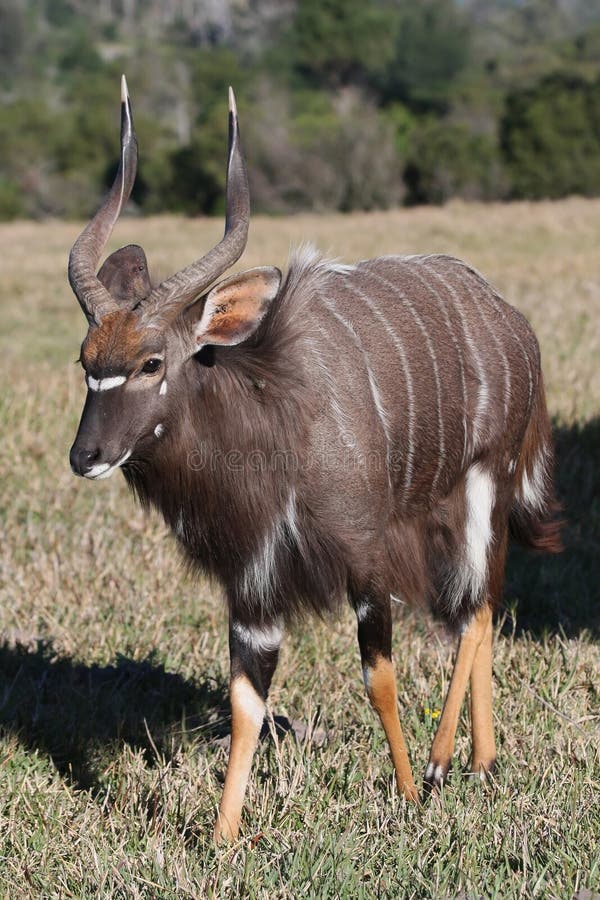 Nyala Antelope stock image. Image of bush, safari, mammal - 10434215