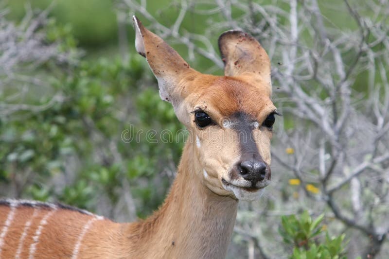 Sitatunga (swamp Antelope) in the Water Stock Photo - Image of spekei ...