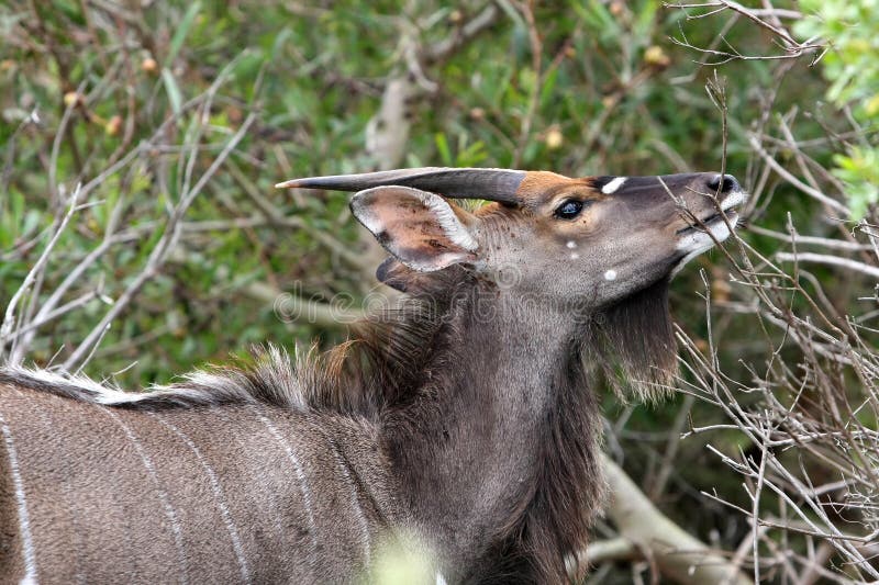 Nyala Antelope eating stock image. Image of antelope - 12342327