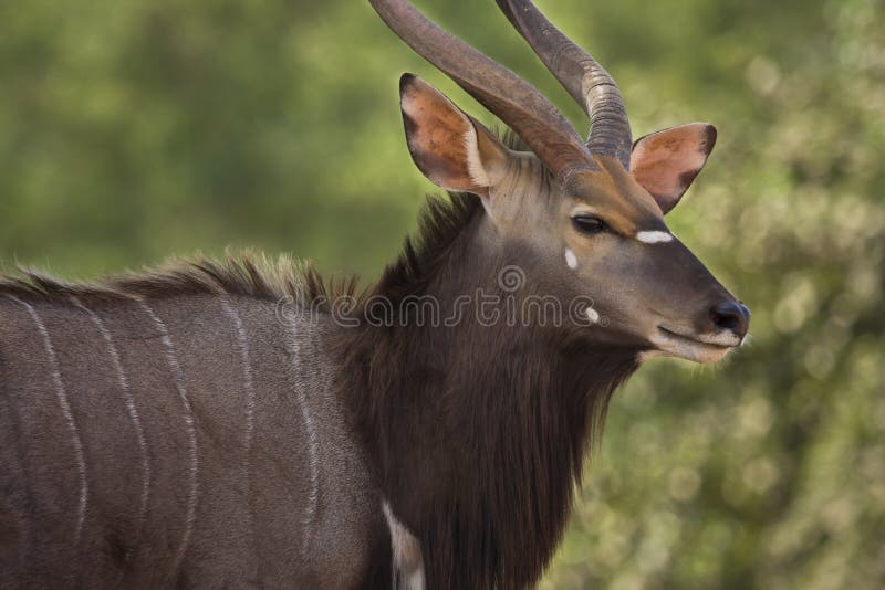 Nyala antelope male stock image. Image of tragelaphus - 10397347