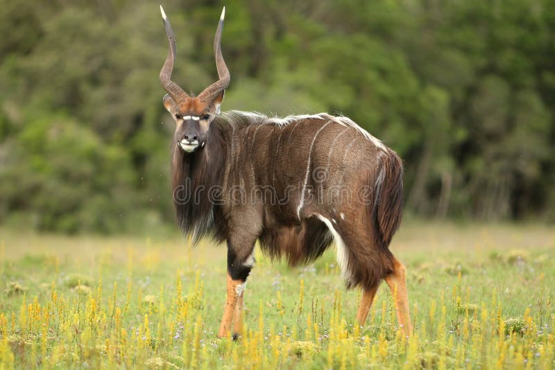 Nyala Antelope Ram Stock Photos - Free & Royalty-Free Stock Photos from ...