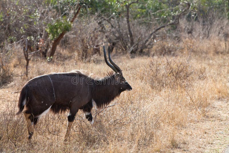 Nyala Antelope Walking in the Bushes Stock Image - Image of landscape ...