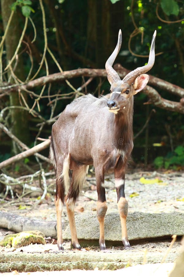 Elephants and Red Sables stock image. Image of animal - 5328073