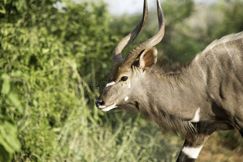 Nyala Bull stock photo. Image of antelopes, wildlife - 96143648