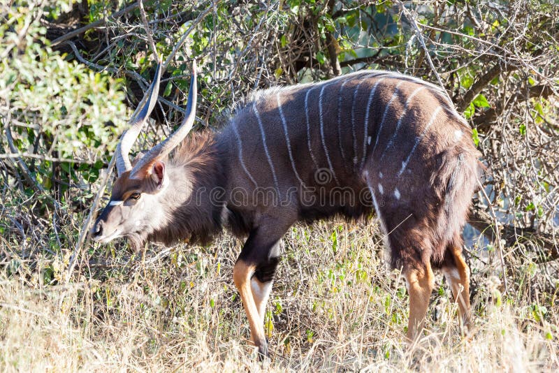 Nyala Bull stock image. Image of antelope, kruger, mammal - 33152017