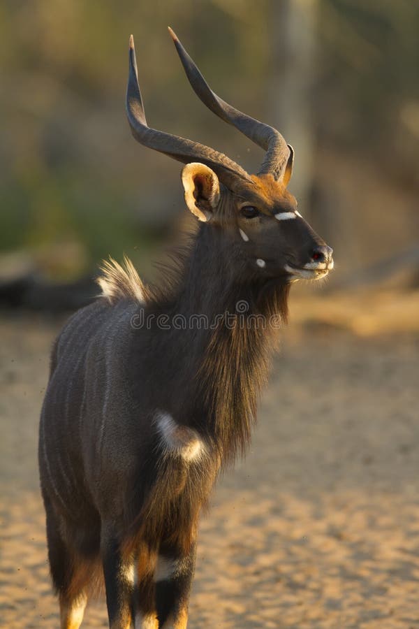 Nyala Bull stock photo. Image of male, angasii, african - 15669194