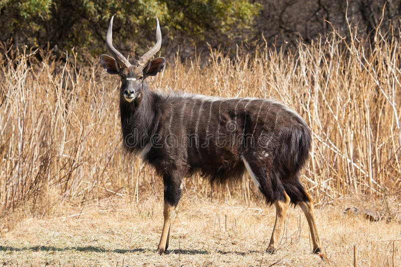 Nyala Bull stock photo. Image of safari, wildlife, game - 60837976
