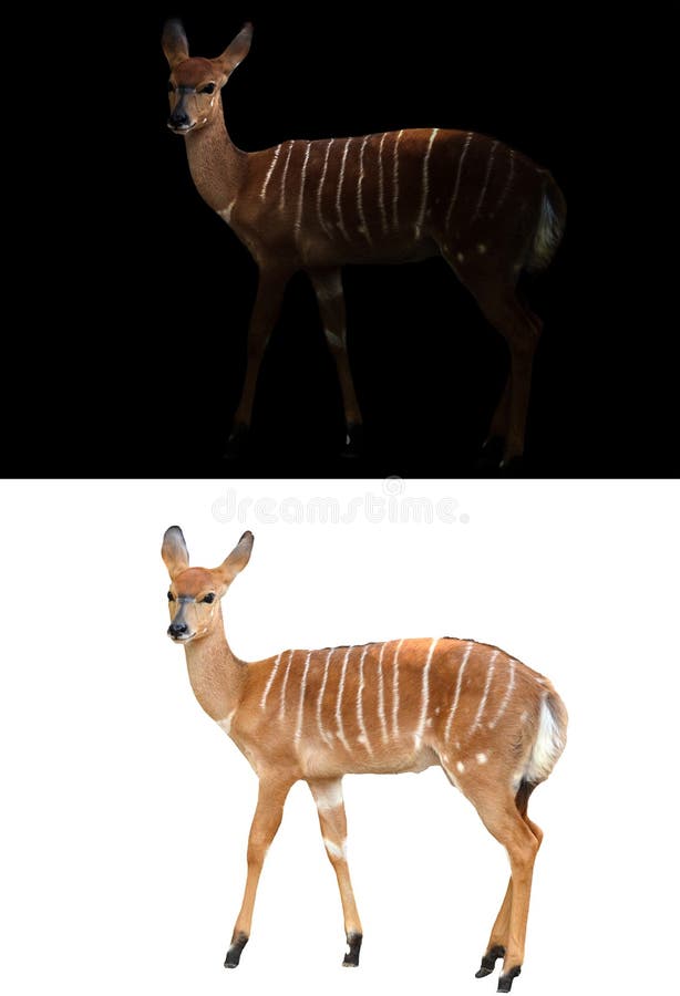 Nyala in the Dark and White Background Stock Photo - Image of white ...