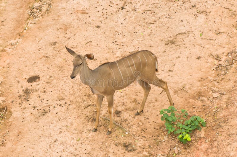 Nyala Deer from Top View stock image. Image of habitat - 33262899