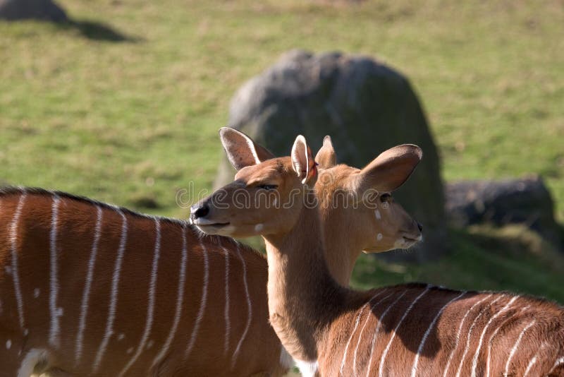 Springbok antelopes stock photo. Image of southern, herd - 1355090