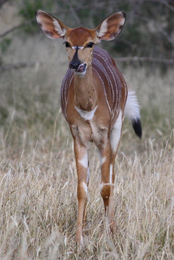 Nyala stock image. Image of animals, game, nyala, limpopo - 39439945