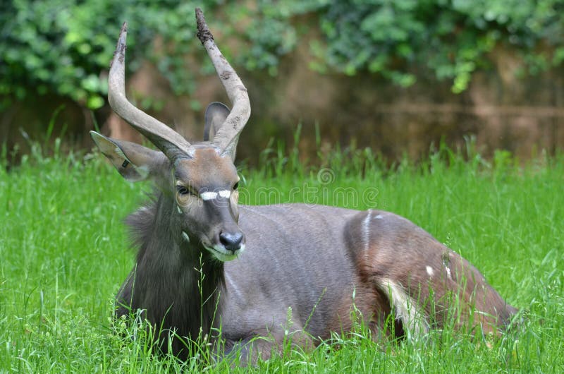 Young male bongo stock photo. Image of stripes, male - 32372342