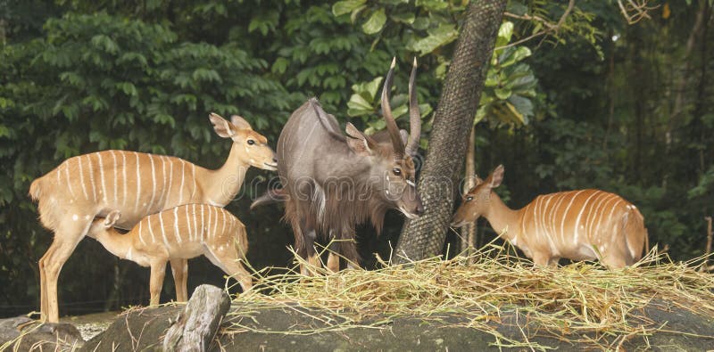 Herd of Nyala Antelope on the Savanna. Stock Image - Image of ...