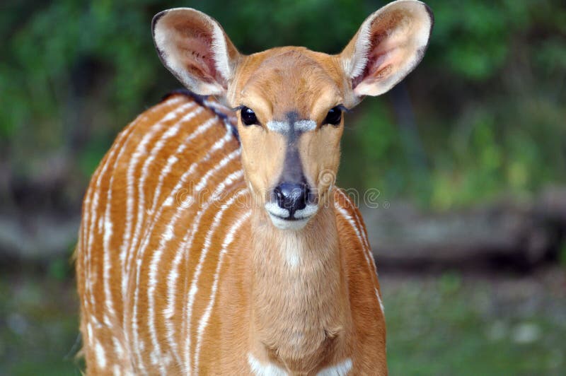 Portrait of a Nyala Antelope Grazing on Grass Residues, the Nyala ...