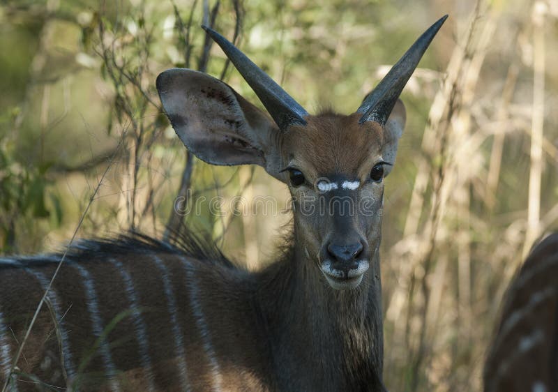 Nyala South Africa stock image. Image of african, angasii - 135999937