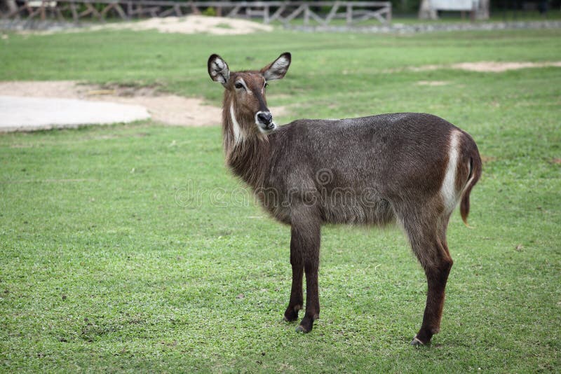 Nyala in Zoo stock image. Image of animal, female, safari - 23781341